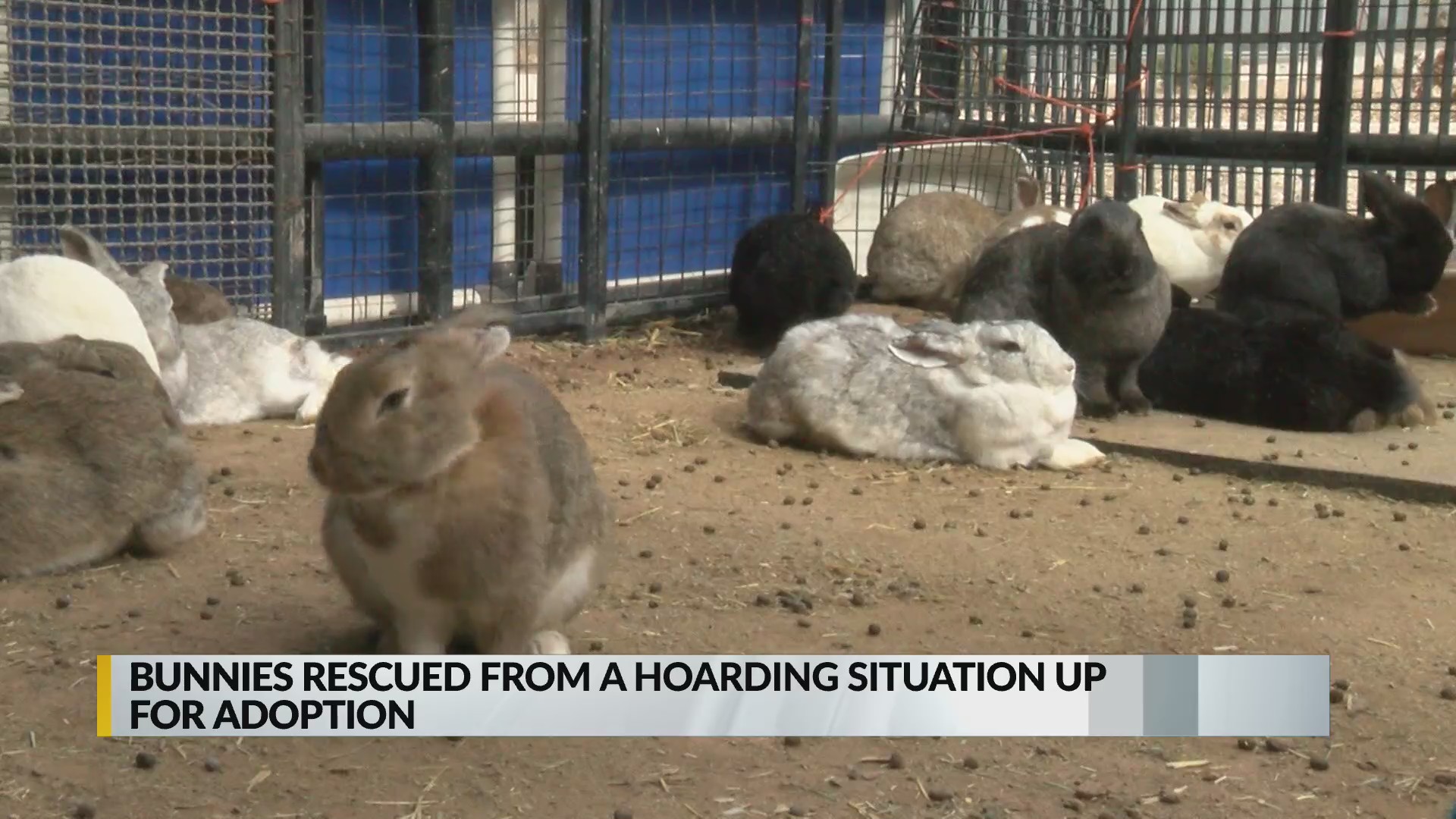 Rabbits from South Valley hoarding situation up for adoption – KRQE ...