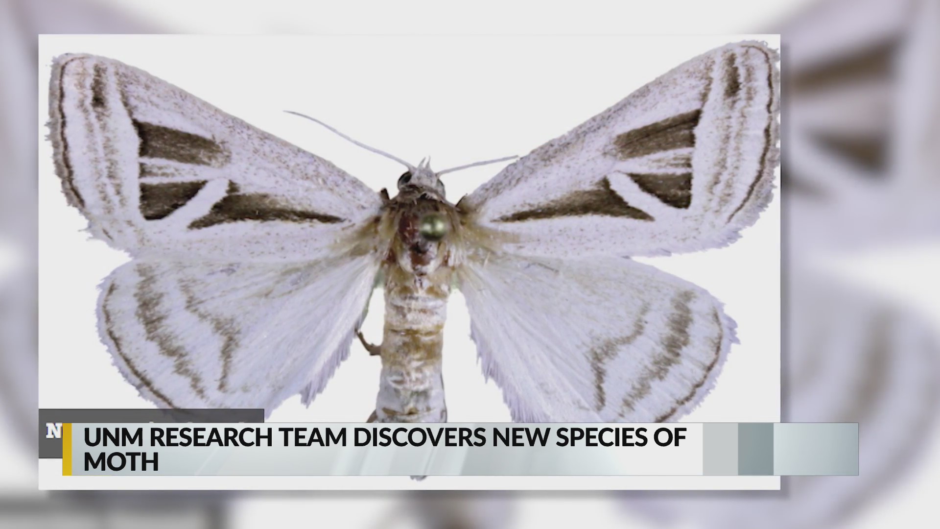 UNM researchers discover new species of moth – KRQE NEWS 13 – Breaking ...